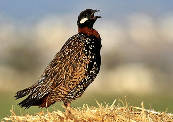 鹑族 Perdicini 蓝色动物学（中国动物学科普）